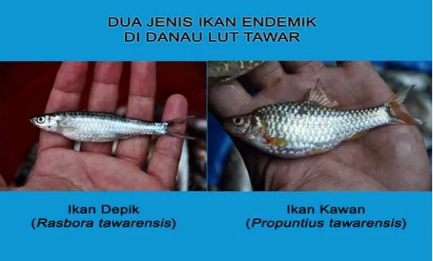 Sejarah Ikan Depik dan Legenda di Danau Laut Tawar