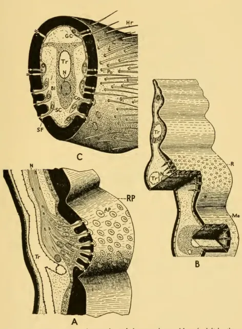 Tropisms and Sense ORGANS of COLEOPTERA