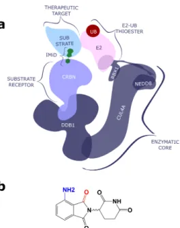 and pomalidomide-dependent substrate of E3 ubiquitin