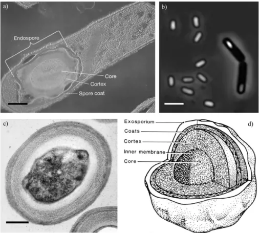 DETECTION OF AEROBIC BACTERIAL ENDOSPORES