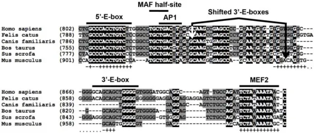 Materials and Methods - Chromatin Topology and Transcription in Myogenesis
