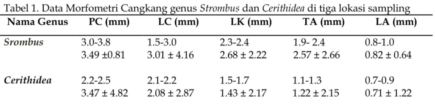 MORFOMETRI CANGKANG PADA GENUS Strombus DAN Cerithidea DI PANTAI KOTA ...