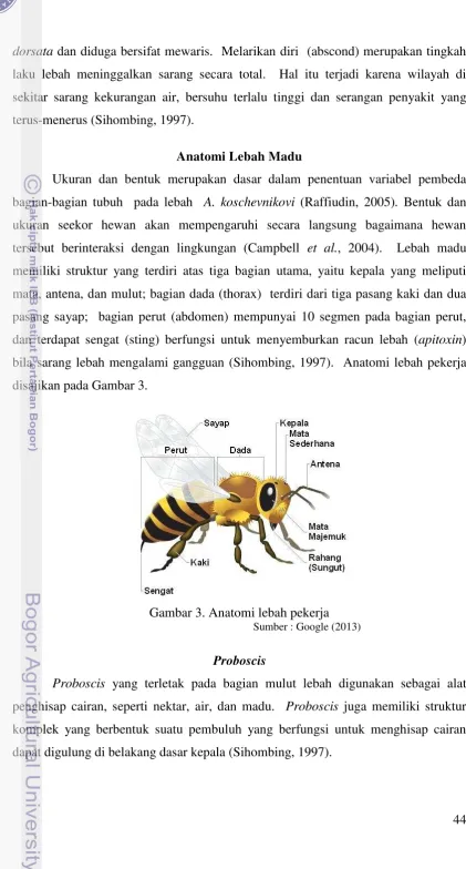 Perbandingan Ukuran-Ukuran Bagian Tubuh Lebah Pekerja Apis dorsata ...
