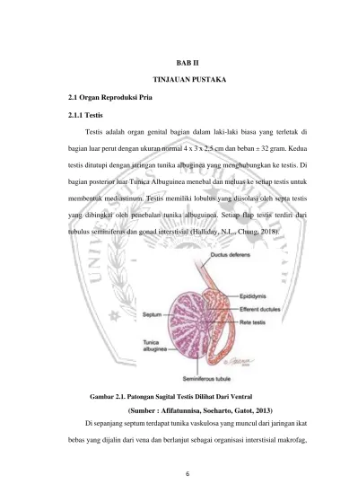 BAB II TINJAUAN PUSTAKA. Testis adalah organ genital bagian dalam laki ...