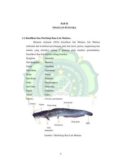 Gambar 1 Morfologi Ikan Lele Mutiara