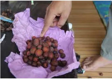 EKSTRAKSI RESIN DARI BUAH JERNANG (Dragon Blood) METODE UNDER KRITIS ...