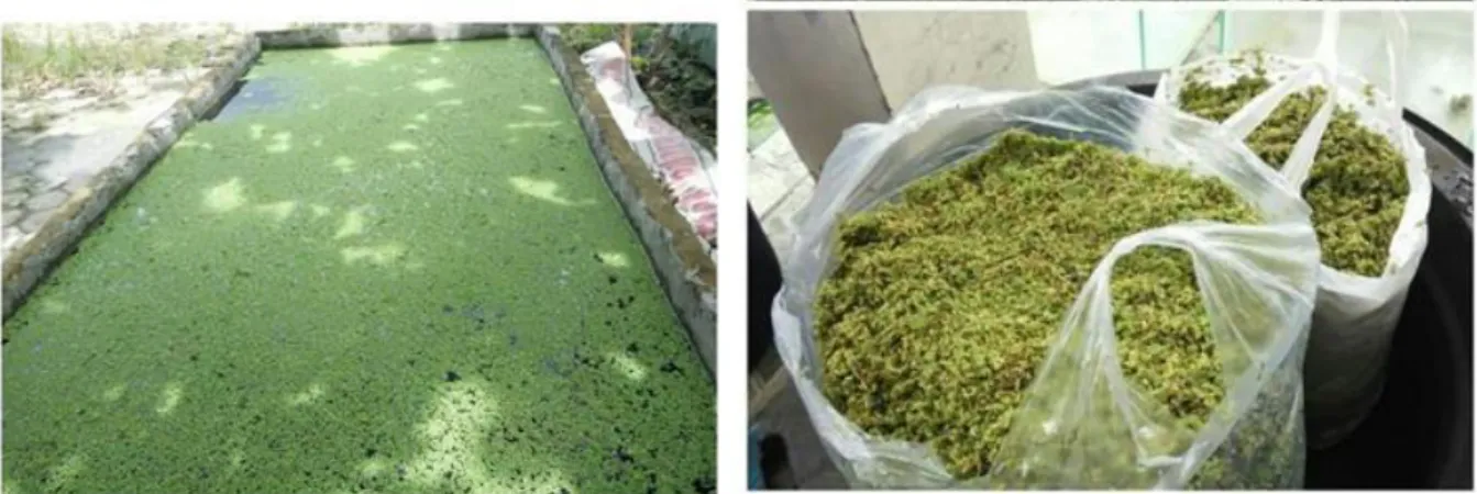 TEKNIK BUDIDAYA Azolla microphylla PADA MEDIA EMBER DAN KOLAM TERPAL