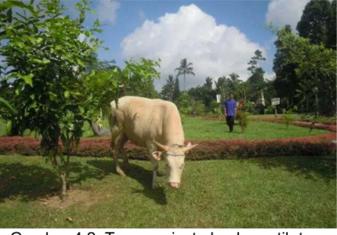 SUMBER DAYA GENETIK TERNAK PLASMA NUTFAH LOKAL PROVINSI BALI. Prof. Dr ...