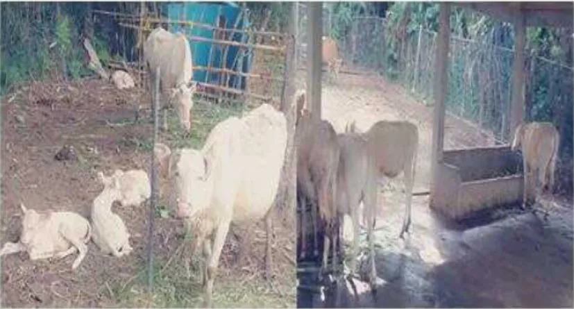 SUMBER DAYA GENETIK TERNAK PLASMA NUTFAH LOKAL PROVINSI BALI. Prof. Dr ...