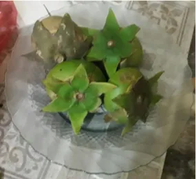 PENGOLAHAN BUAH PEDADA MENJADI SIRUP BOGEM DI KAWASAN WISATA HUTAN ...