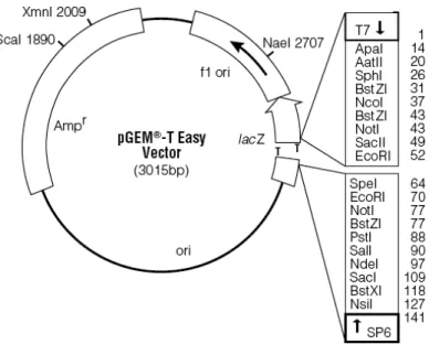 Gambar 2 Vektor pengklonan pgem T Easy