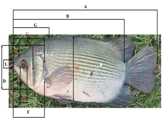 KAJIAN MORFOMETRIK DAN MERISTIK IKAN TEMBAKANG (Helostoma Temminckii ...
