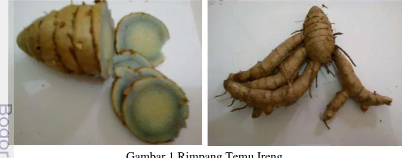 Identifikasi Komponen Temu Ireng (Curcuma aeruginosa) dengan Pola Sidik ...
