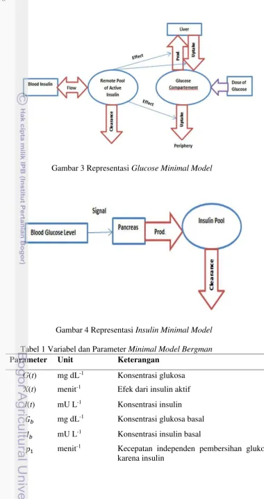 Oral Minimal Model Termodifikasi Untuk Mekanisme Glukosa Insulin Dengan ...