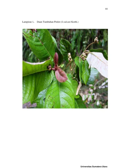 Isolasi Senyawa Flavonoida Dari Daun Tumbuhan Pirdot (Saurauia vulcani ...