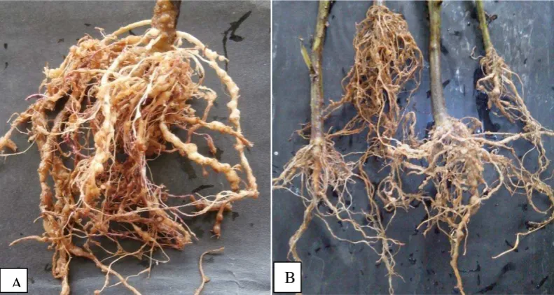 Identifikasi Spesies Nematoda Puru Akar Meloidogyne spp. pada Tanaman ...