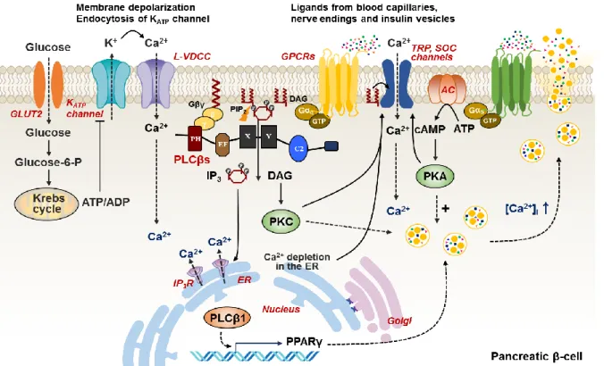 Studies on regulation of insulin secretion in pancreatic β-cells
