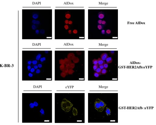 Conclusions - Cell Imaging Modular Toolkits using SpyTag/SpyCatcher