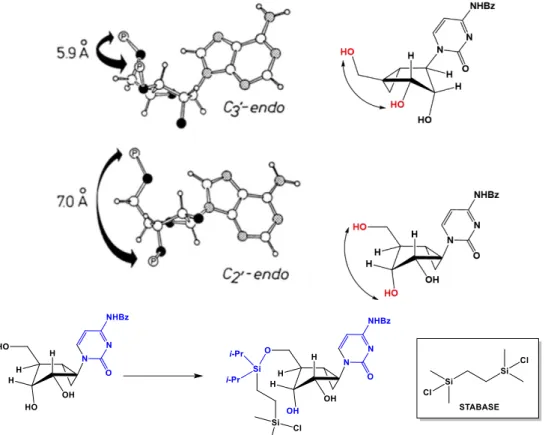 Synthesis of South Methanocarba N-Benzoyl Cytidine