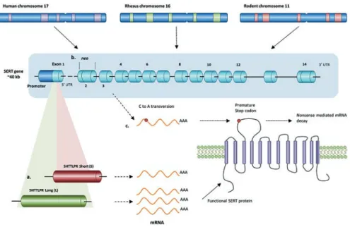 Immune-Kynurenine Pathways and the Gut Microbiota-Brain Axis