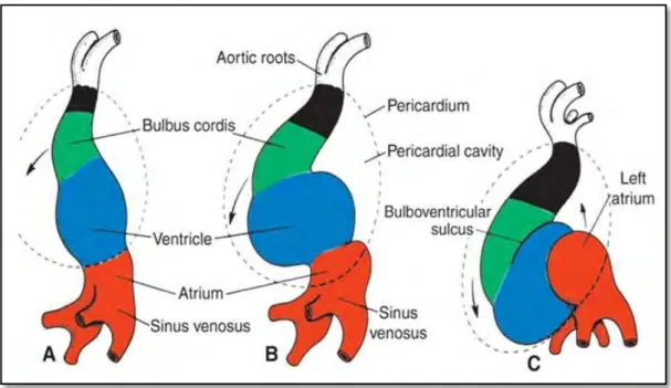 CORONARY OSTIA - THE AORTIC ROOT: NOMENCLATURE OF AORTIC ROOT